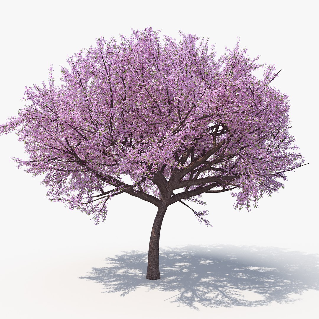 3D Model Sakura Cherry Pack 03 - TurboSquid 1398158