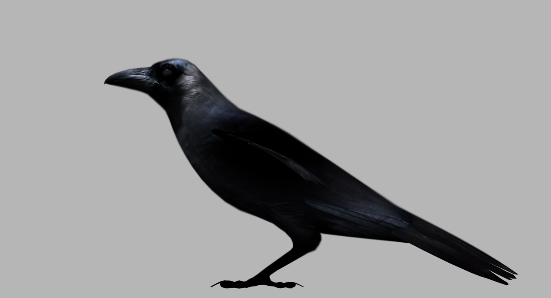 3D Model Crow - TurboSquid 1480523