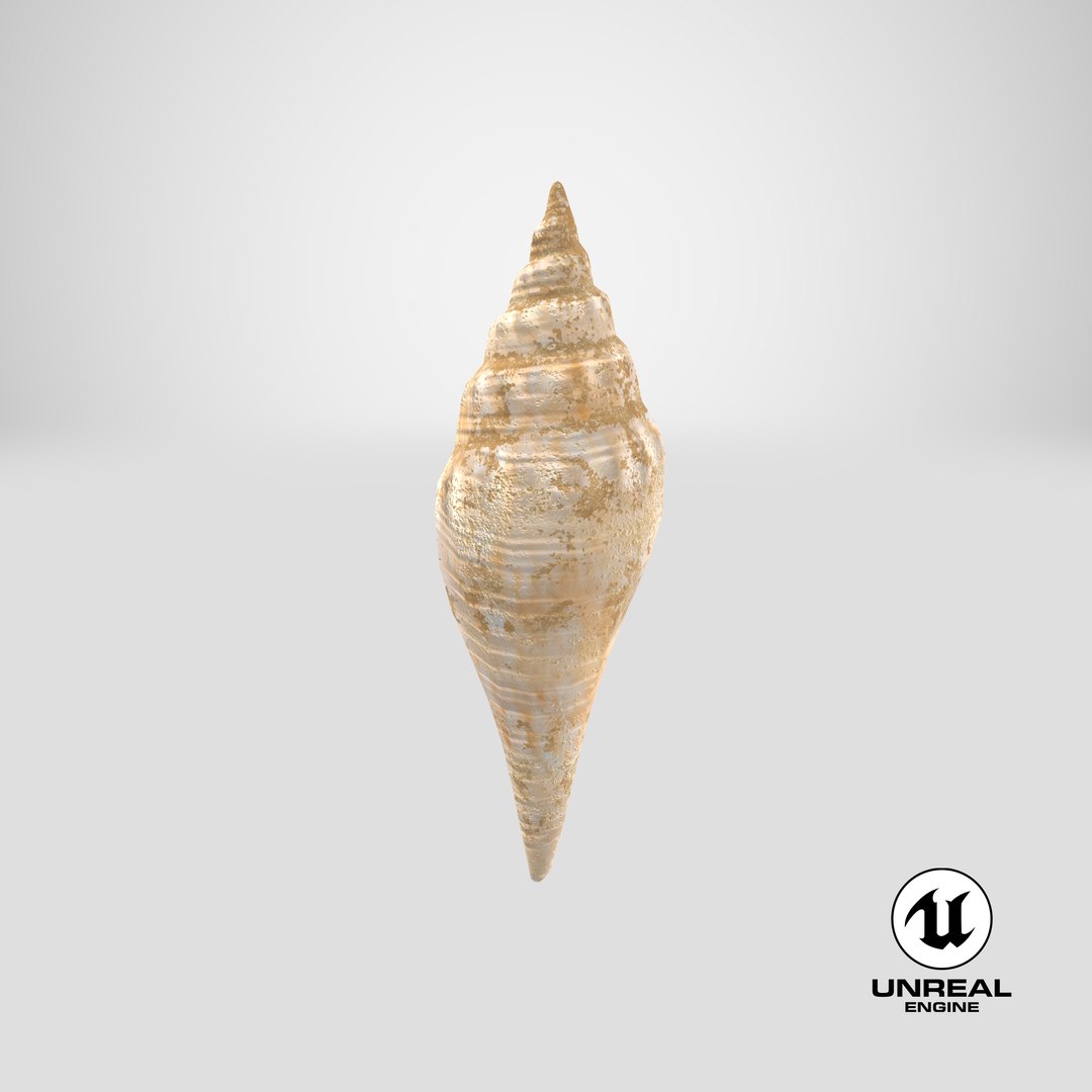 Seashell Real 3D Model - TurboSquid 1629089