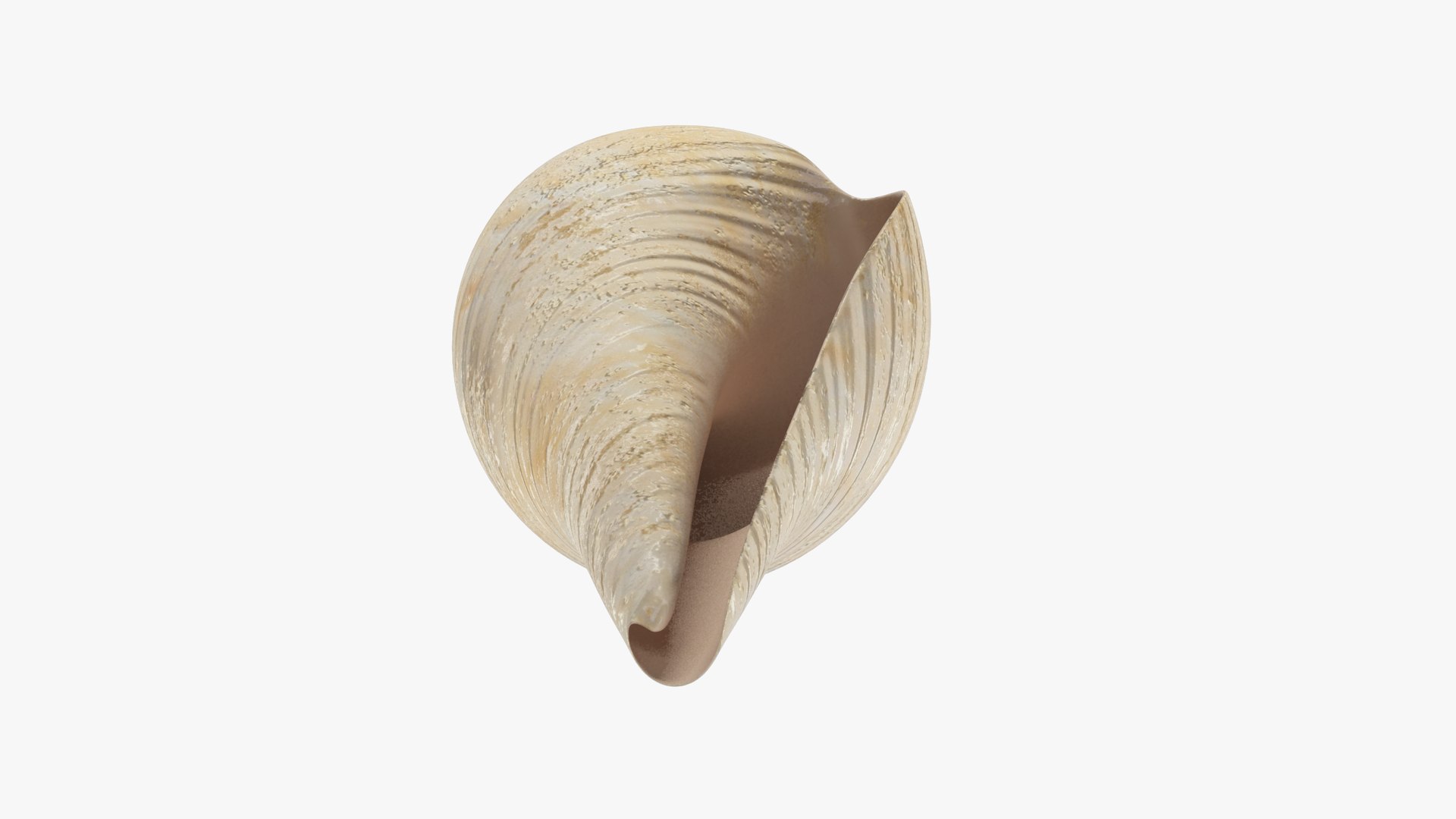 Seashell Real 3D Model - TurboSquid 1629089
