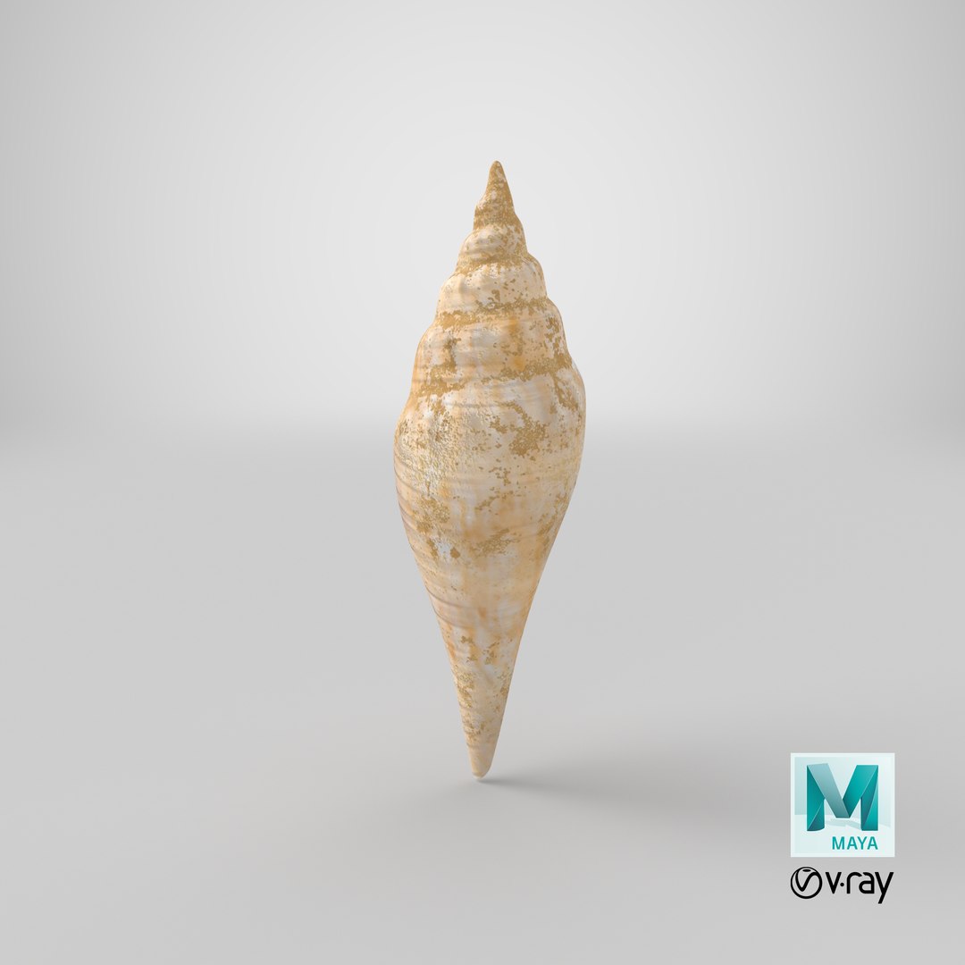 Seashell real 3D model - TurboSquid 1629089