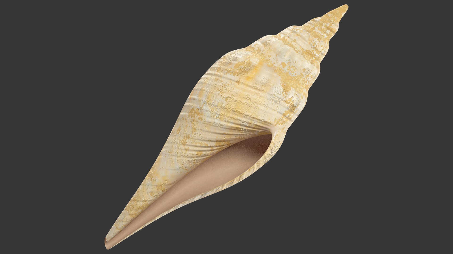 Seashell Real 3D Model - TurboSquid 1629089