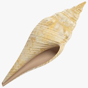 3D Conch Models | TurboSquid