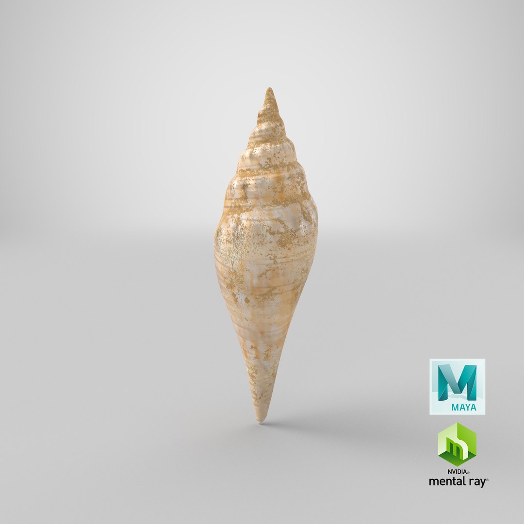 Seashell real 3D model - TurboSquid 1629089