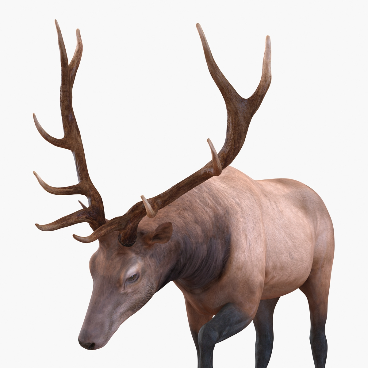 3d elk pose 4 model