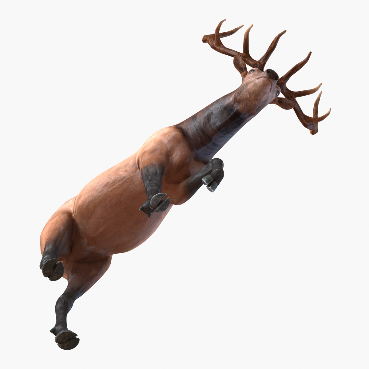 3d elk pose 4 model