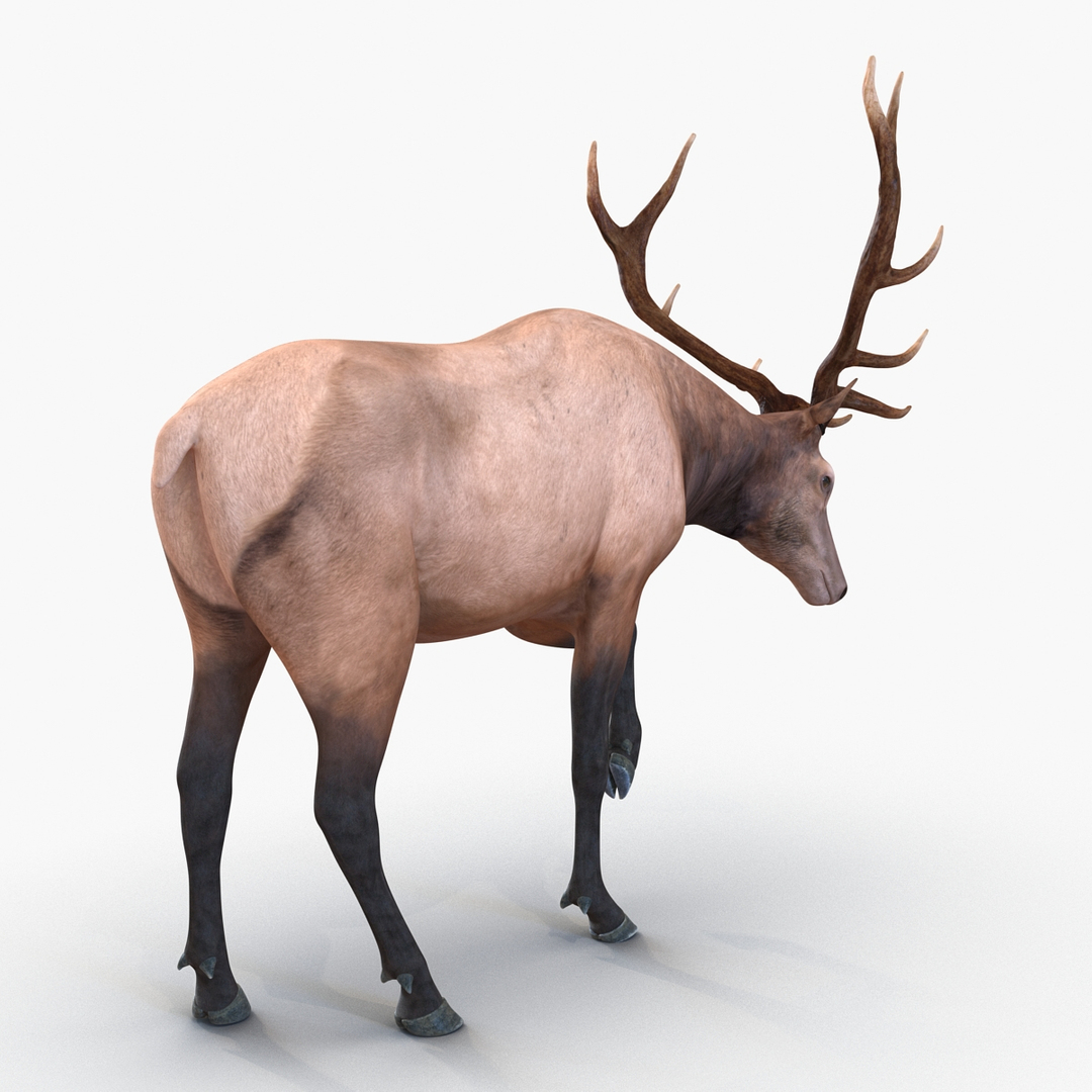 3d elk pose 4 model