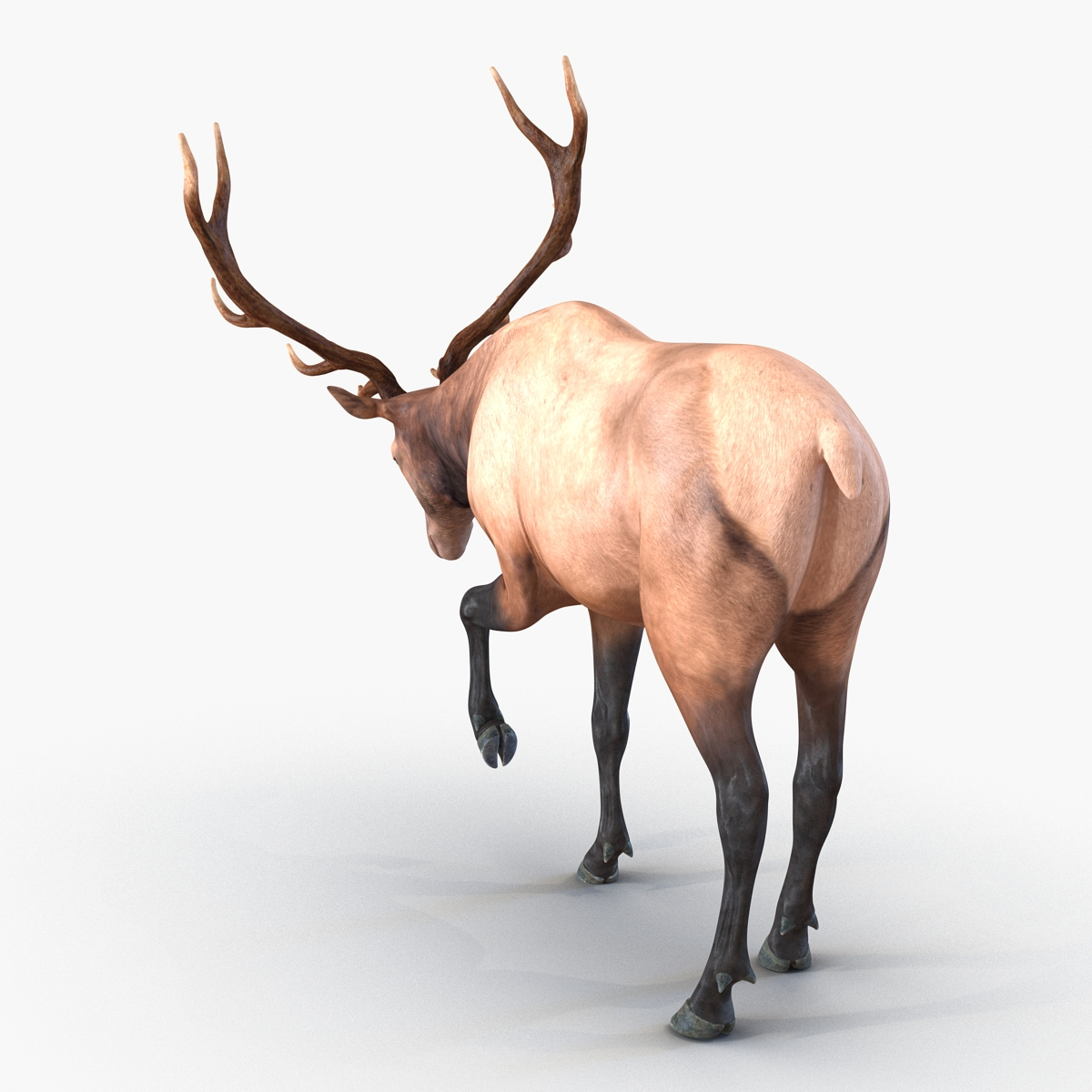 3d elk pose 4 model