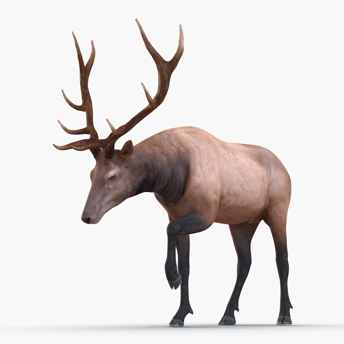 3d elk pose 4 model