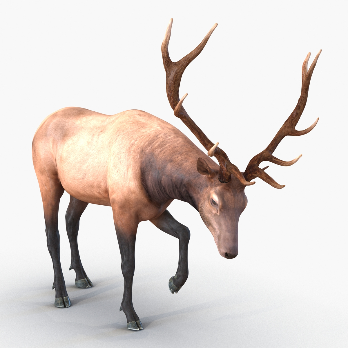 3d elk pose 4 model