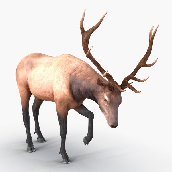 3d elk pose 4 model
