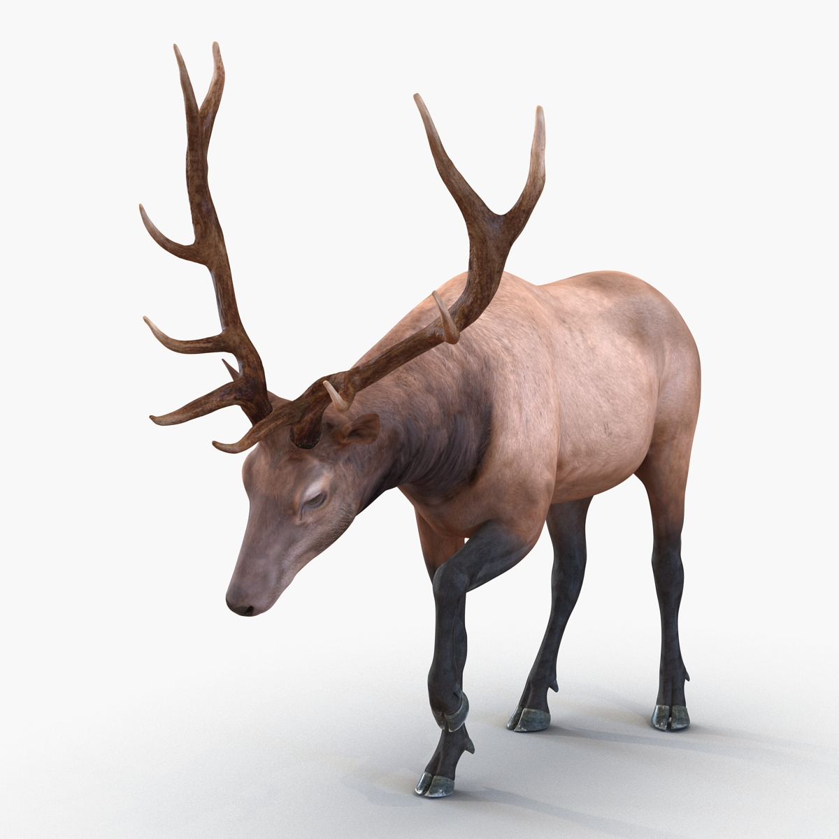 3d elk pose 4 model