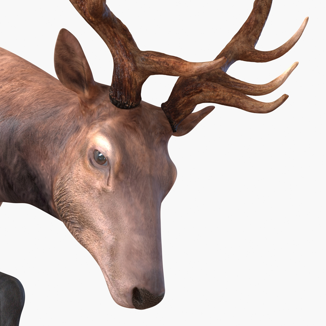 3d elk pose 4 model