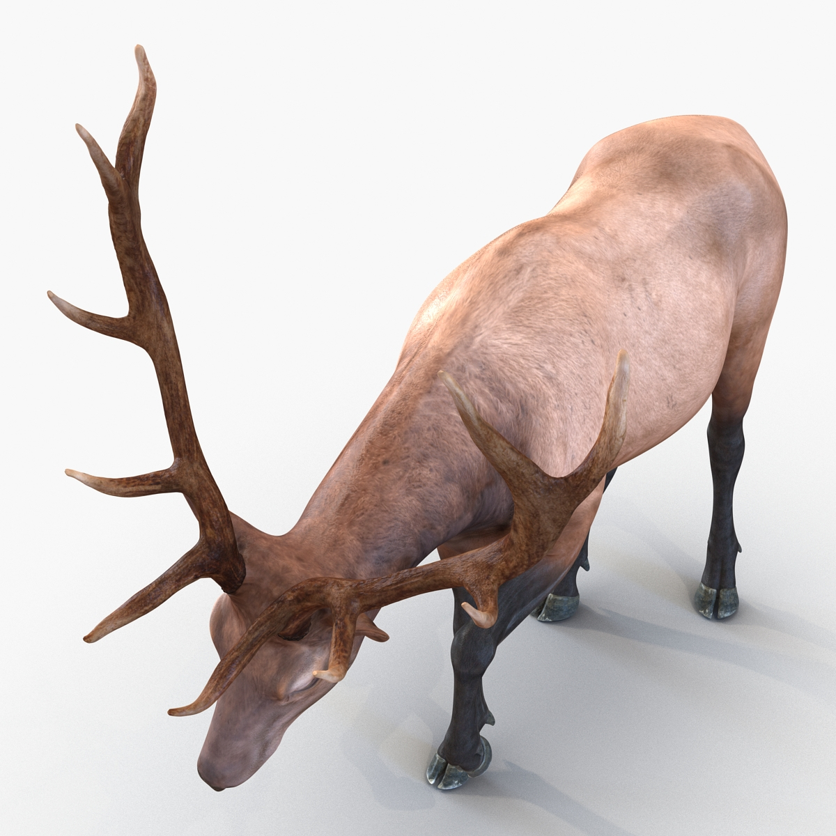 3d elk pose 4 model