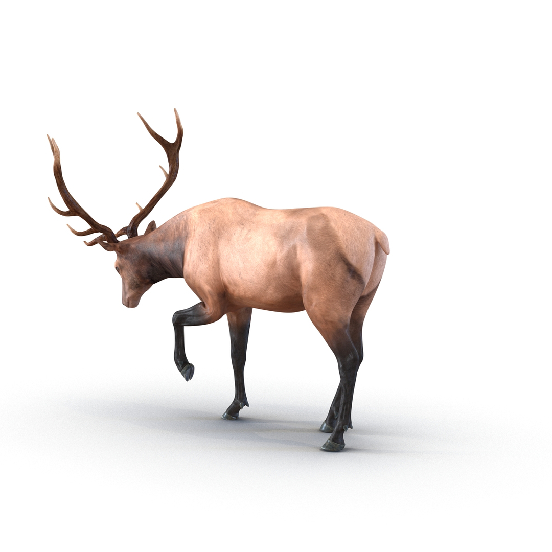 3d Elk Pose 4 Model