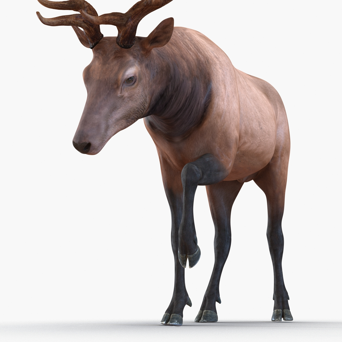 3d elk pose 4 model