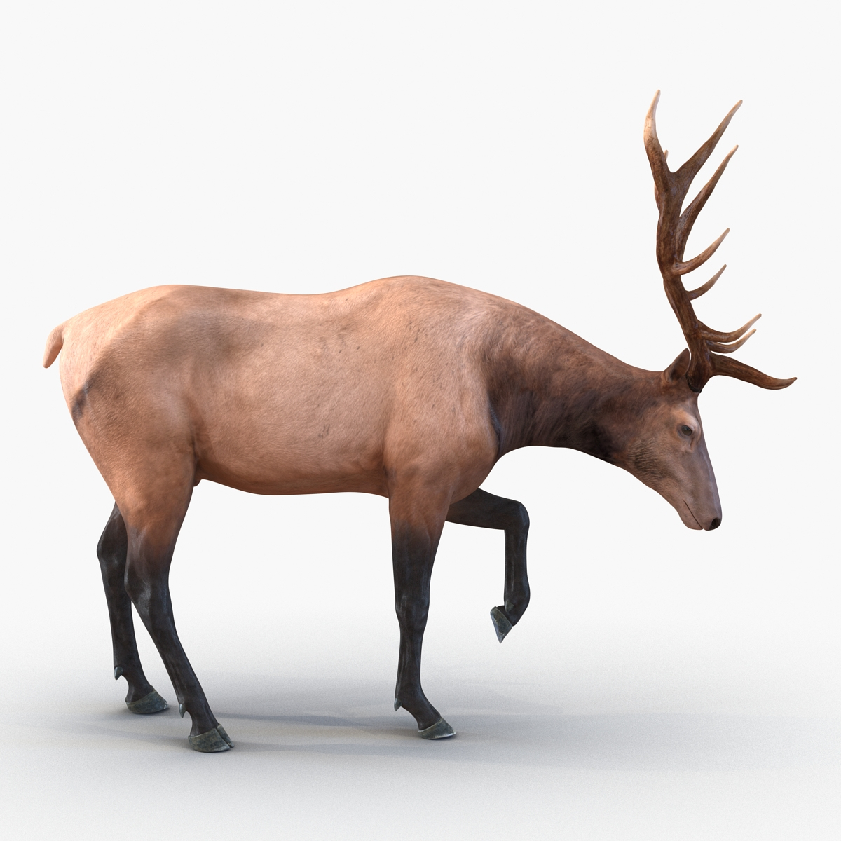 3d elk pose 4 model