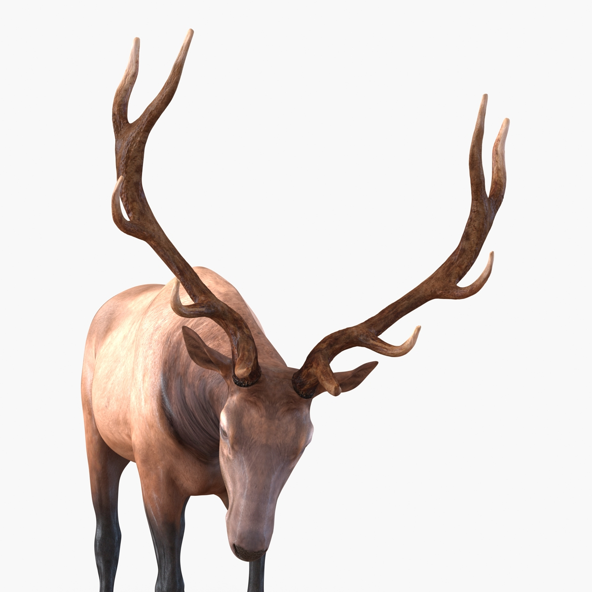 3d elk pose 4 model