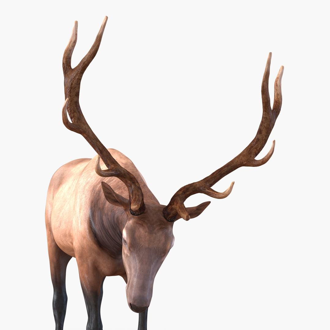 3d elk pose 4 model