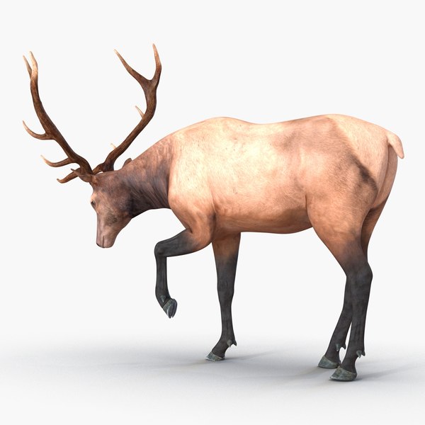 3d elk pose 4 model