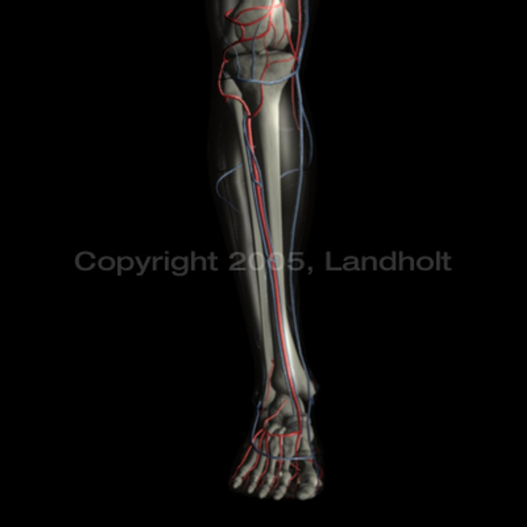 Anatomically Human Leg 3d Model
