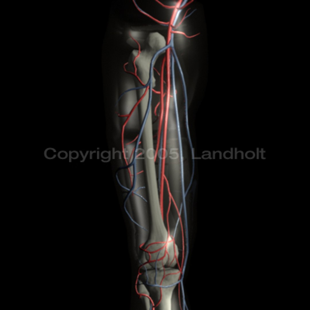 Anatomically Human Leg 3d Model