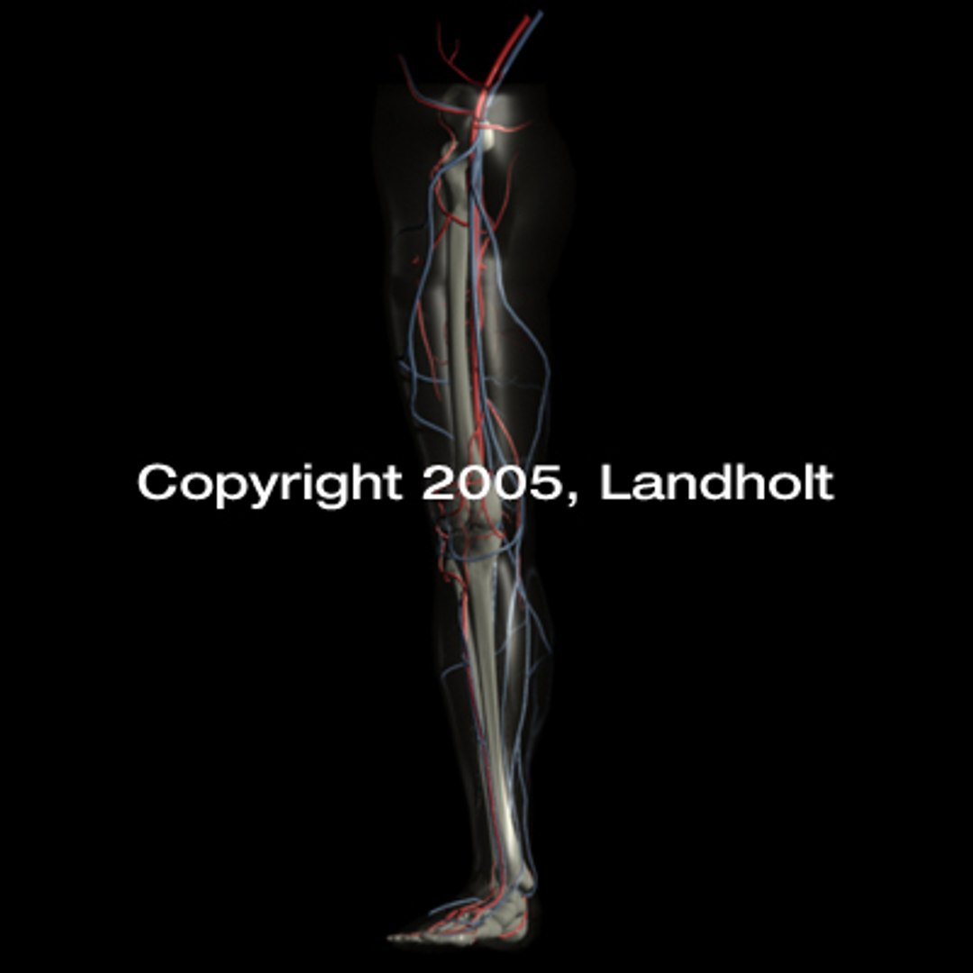 Anatomically Human Leg 3d Model