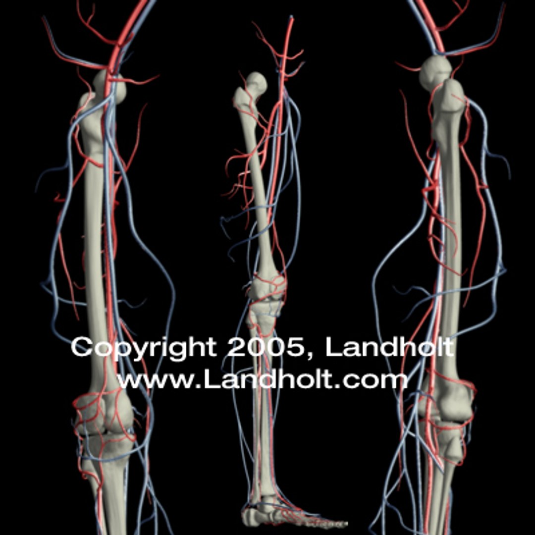 Anatomically Human Leg 3d Model