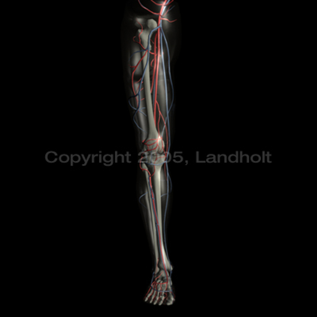 anatomically human leg 3d model