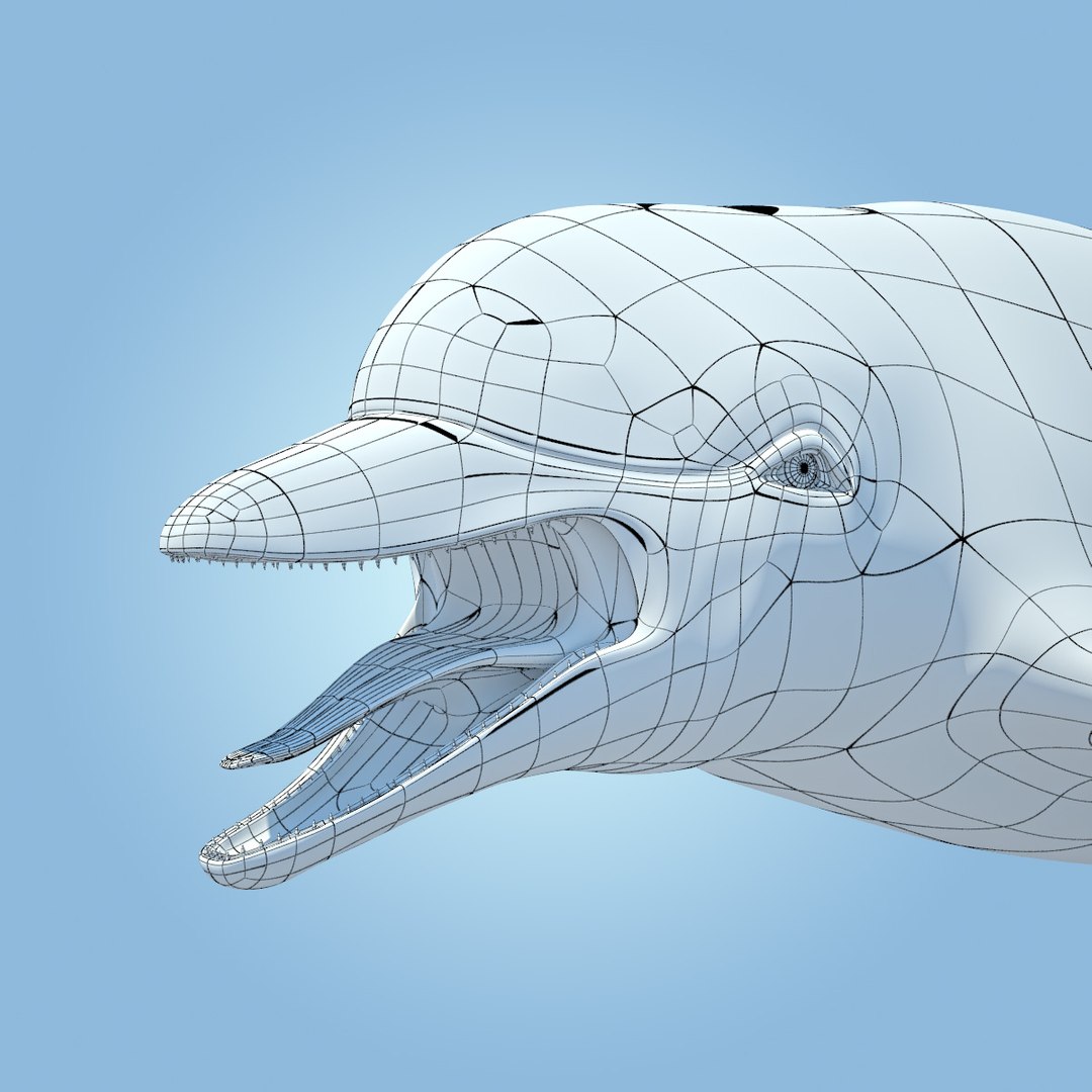 dolphin 3d model