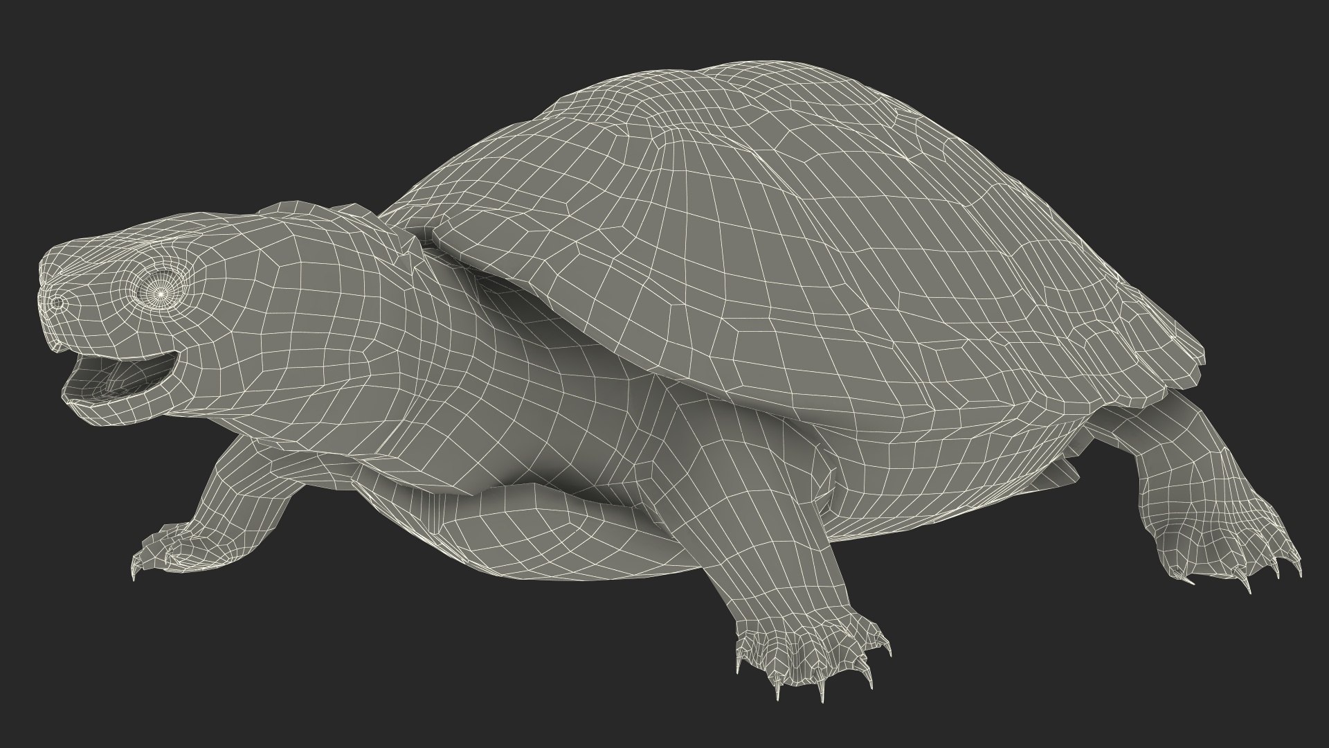 3D Red Eared Slider Model - TurboSquid 2155813