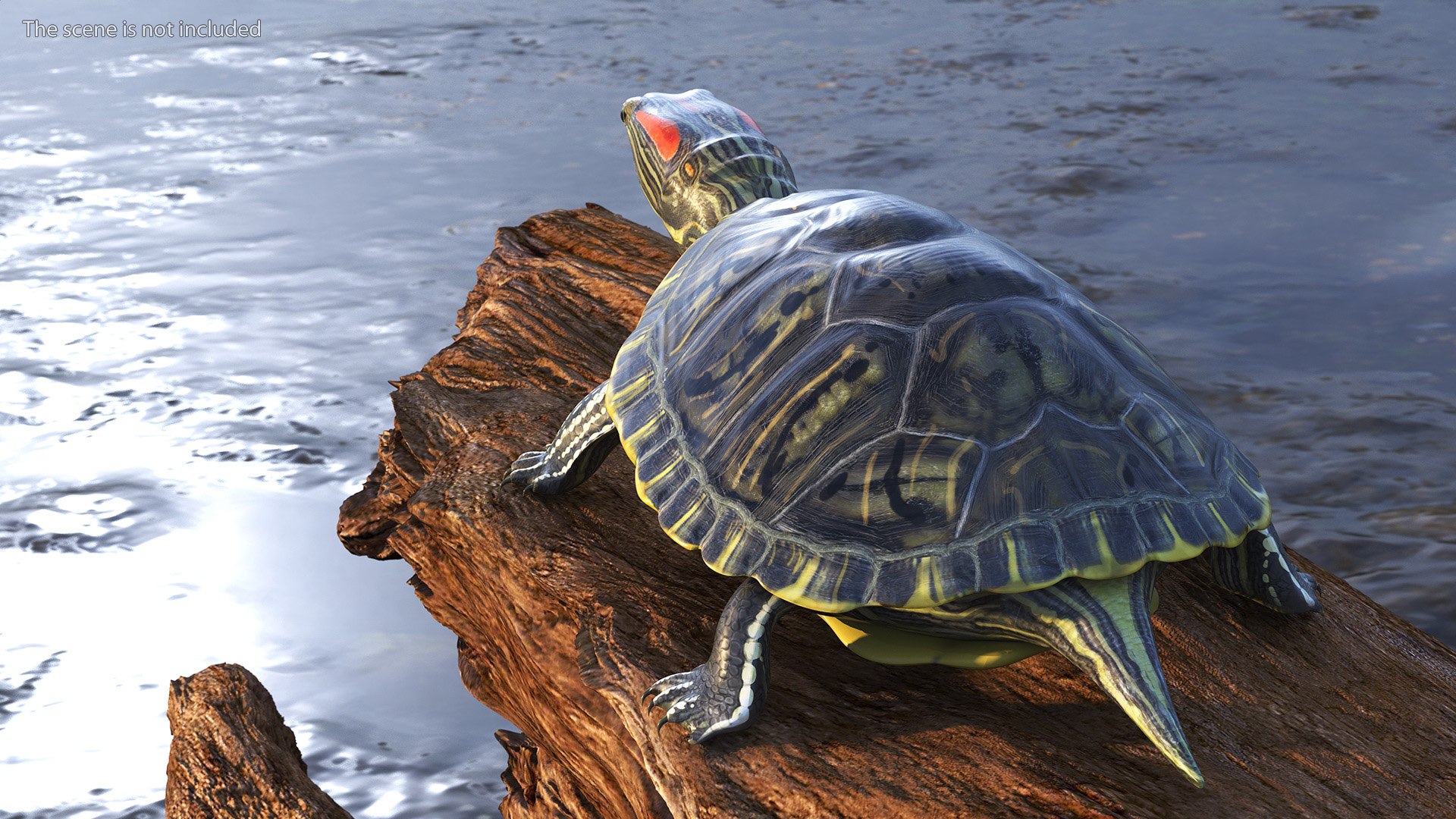3D Red Eared Slider Model - TurboSquid 2155813