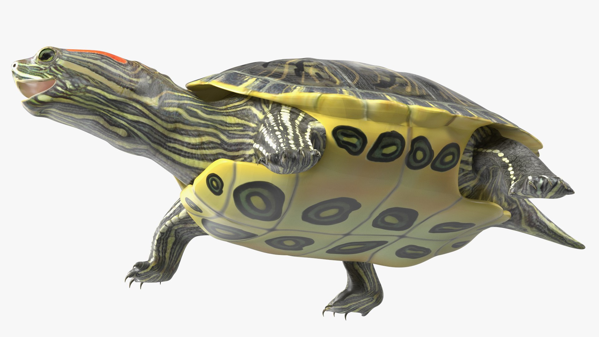 3D Red Eared Slider Model - TurboSquid 2155813