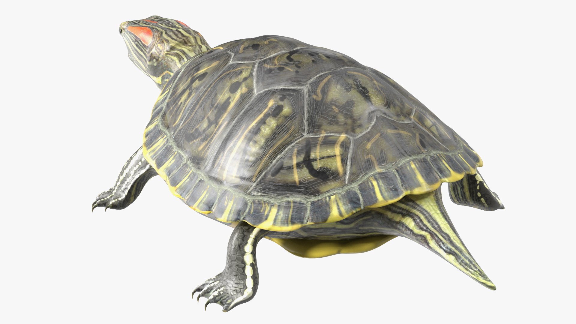 3D Red Eared Slider Model - TurboSquid 2155813