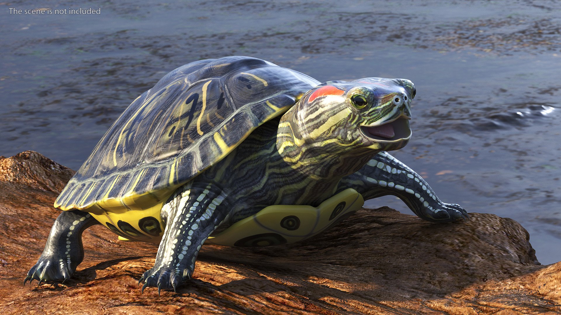 3D Red Eared Slider Model - TurboSquid 2155813