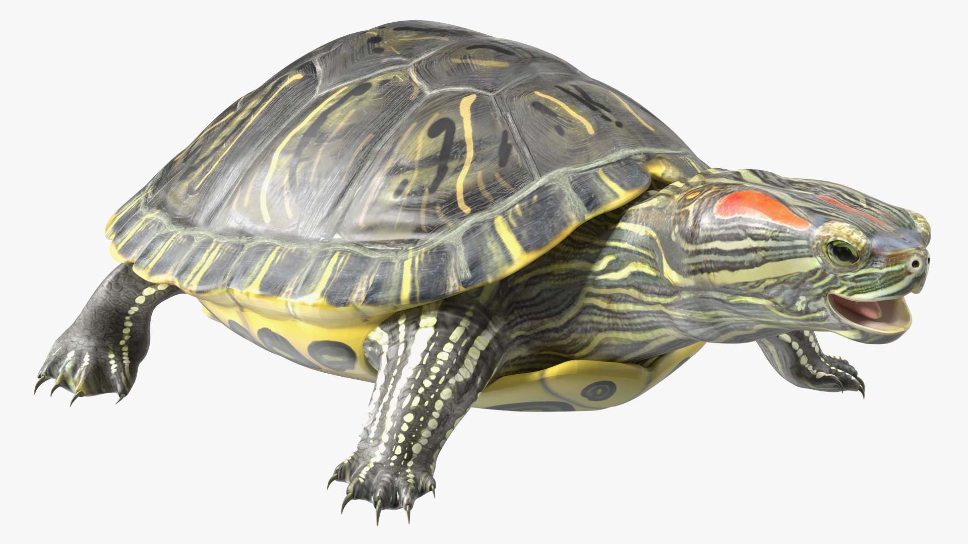 3D Red Eared Slider Model - TurboSquid 2155813