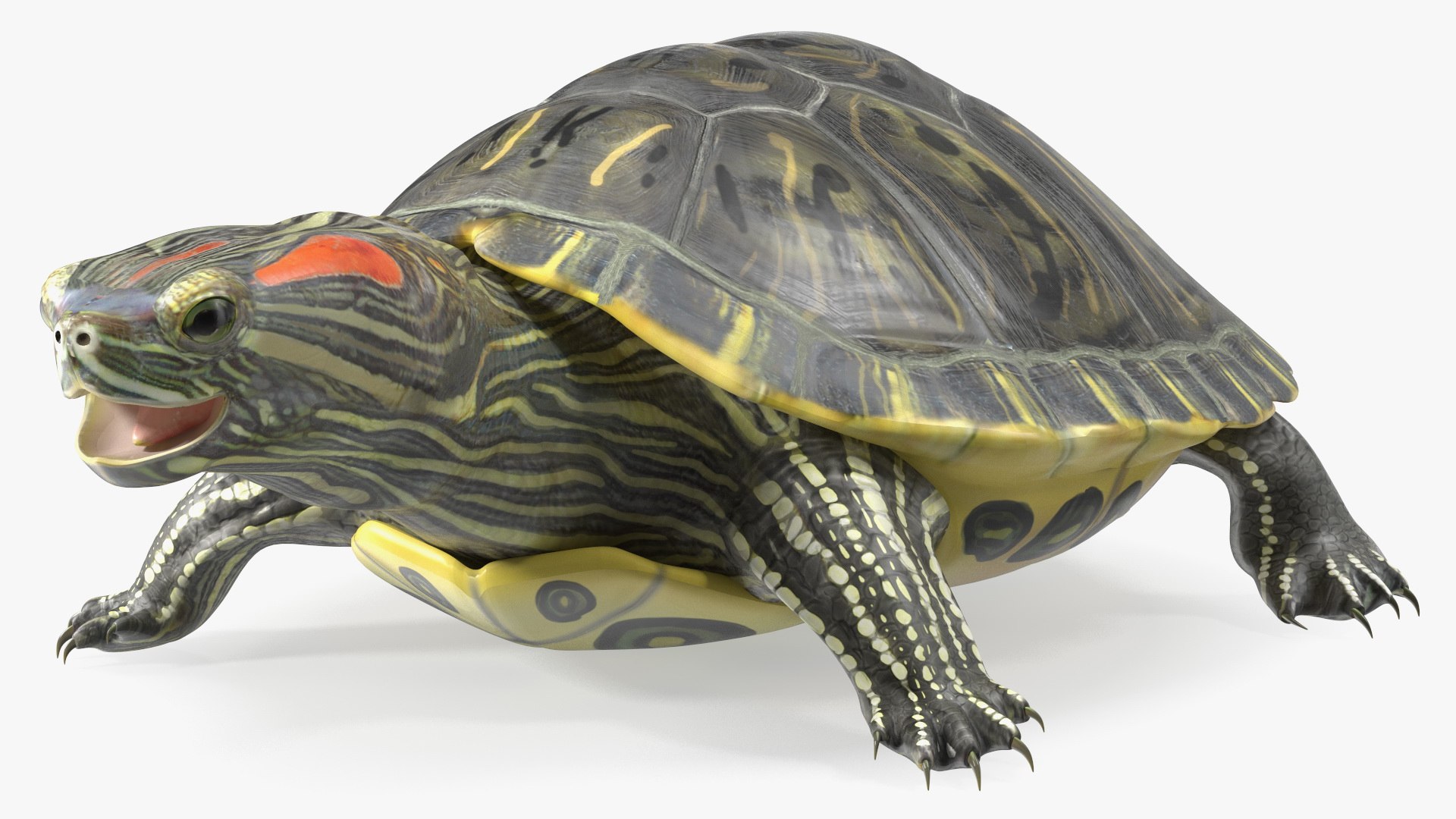 3D Red Eared Slider Model - TurboSquid 2155813