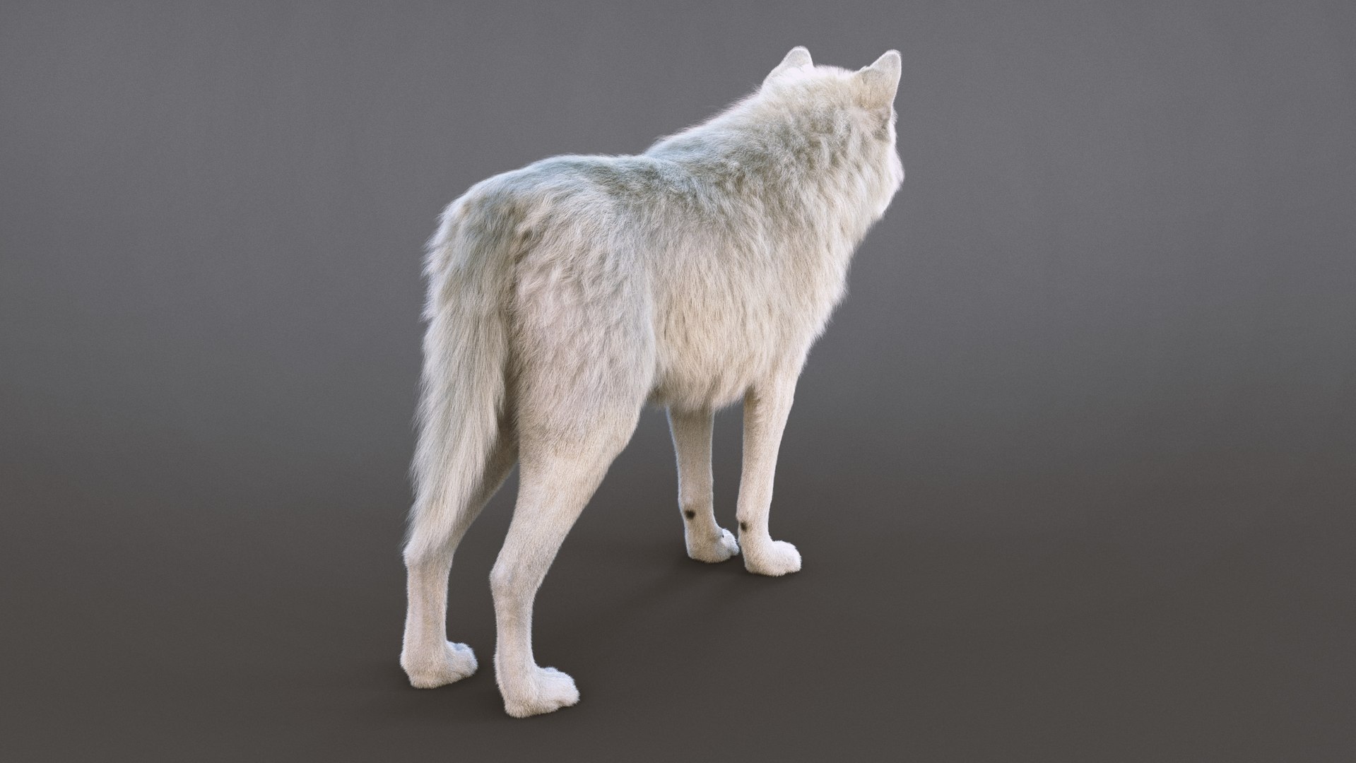 Arctic Wolf Rig XGEN-CORE 3D - TurboSquid 2414414