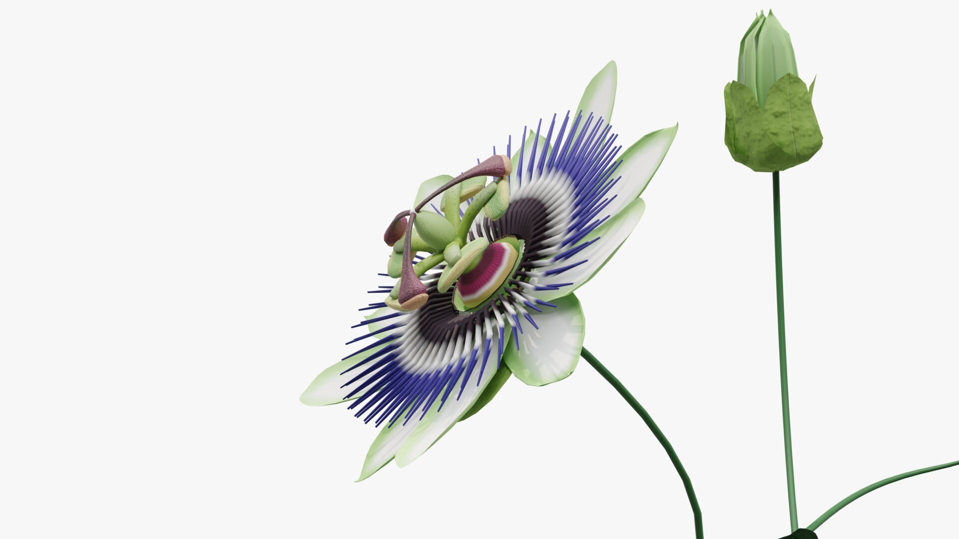 3D Model Passion Flower - TurboSquid 1898709