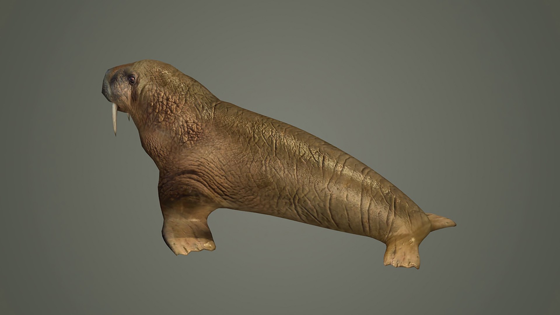 Walrus Large Flippered Marine Mammal Arctic Ocean Atlantic 3D Model - TurboSquid 2216227