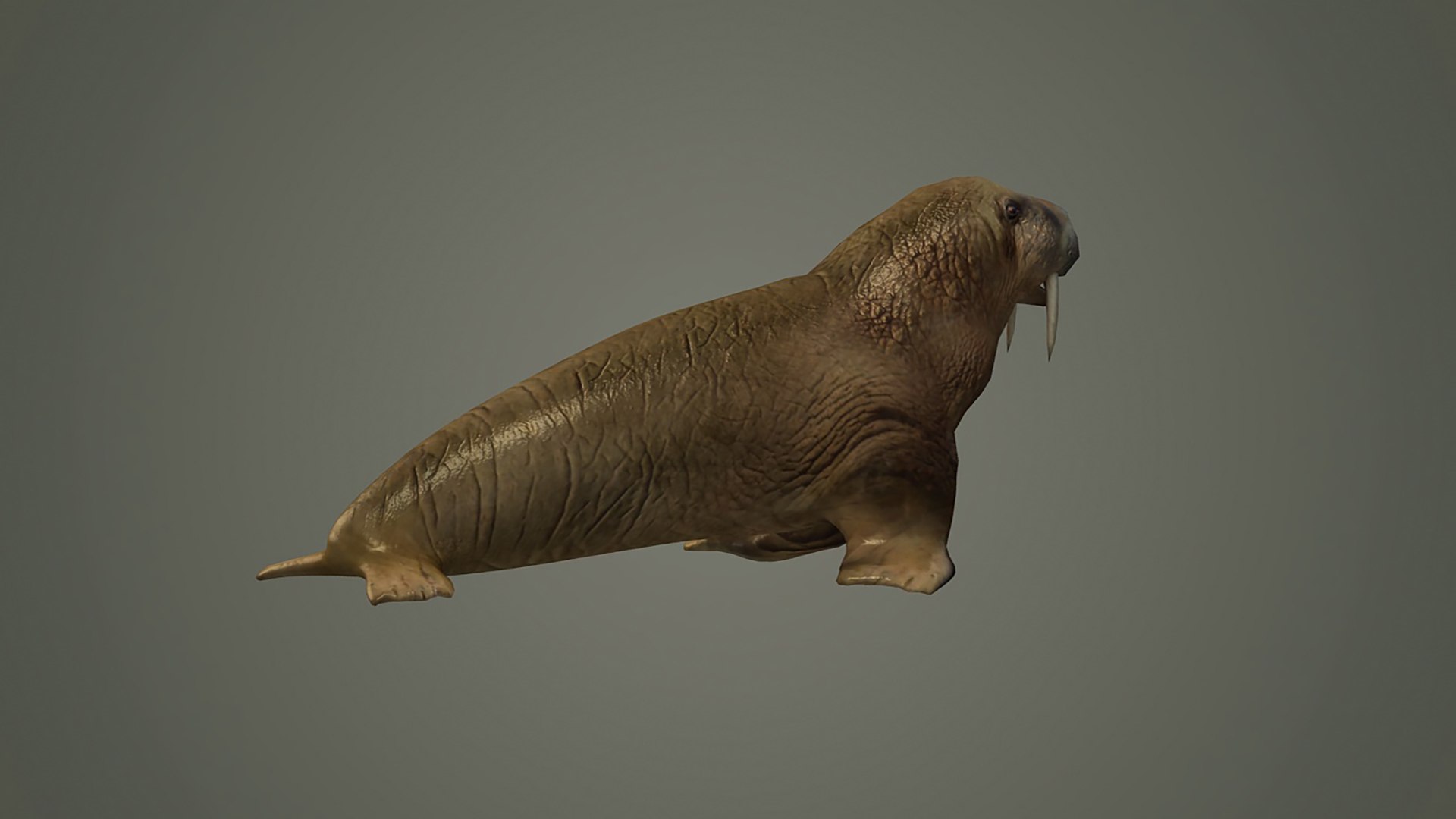 Walrus Large Flippered Marine Mammal Arctic Ocean Atlantic 3D Model - TurboSquid 2216227
