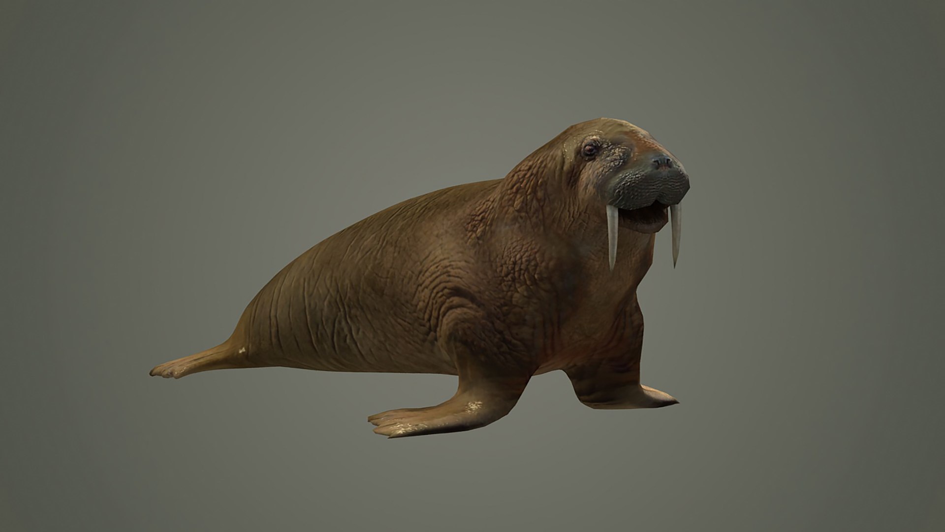 Walrus Large Flippered Marine Mammal Arctic Ocean Atlantic 3D Model - TurboSquid 2216227