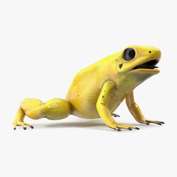 modelo 3d Rana Dardo Dorada preparada para Cinema 4D - TurboSquid 2199779