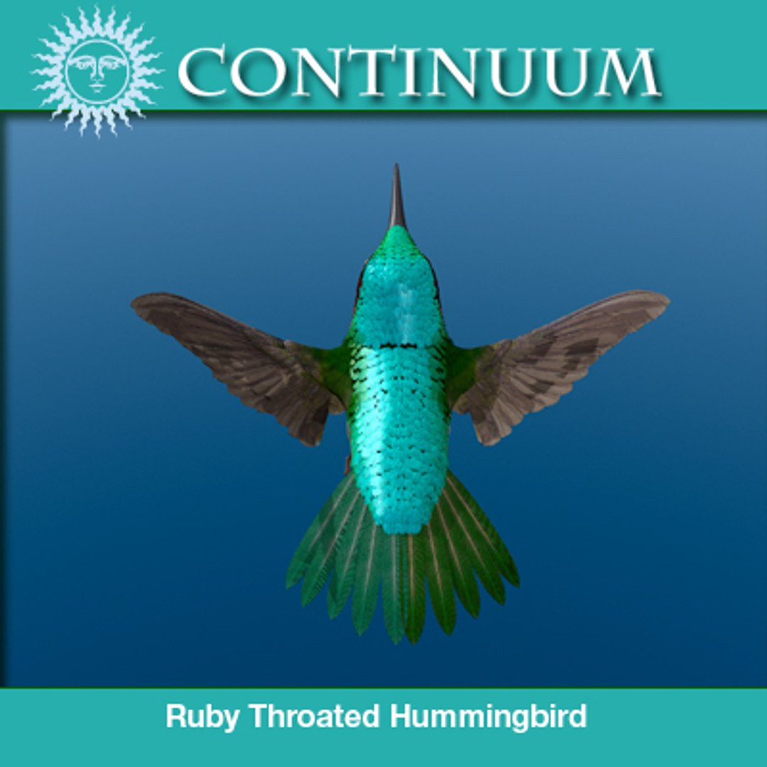 Bird Ruby Throated Hummingbird 3d C4d