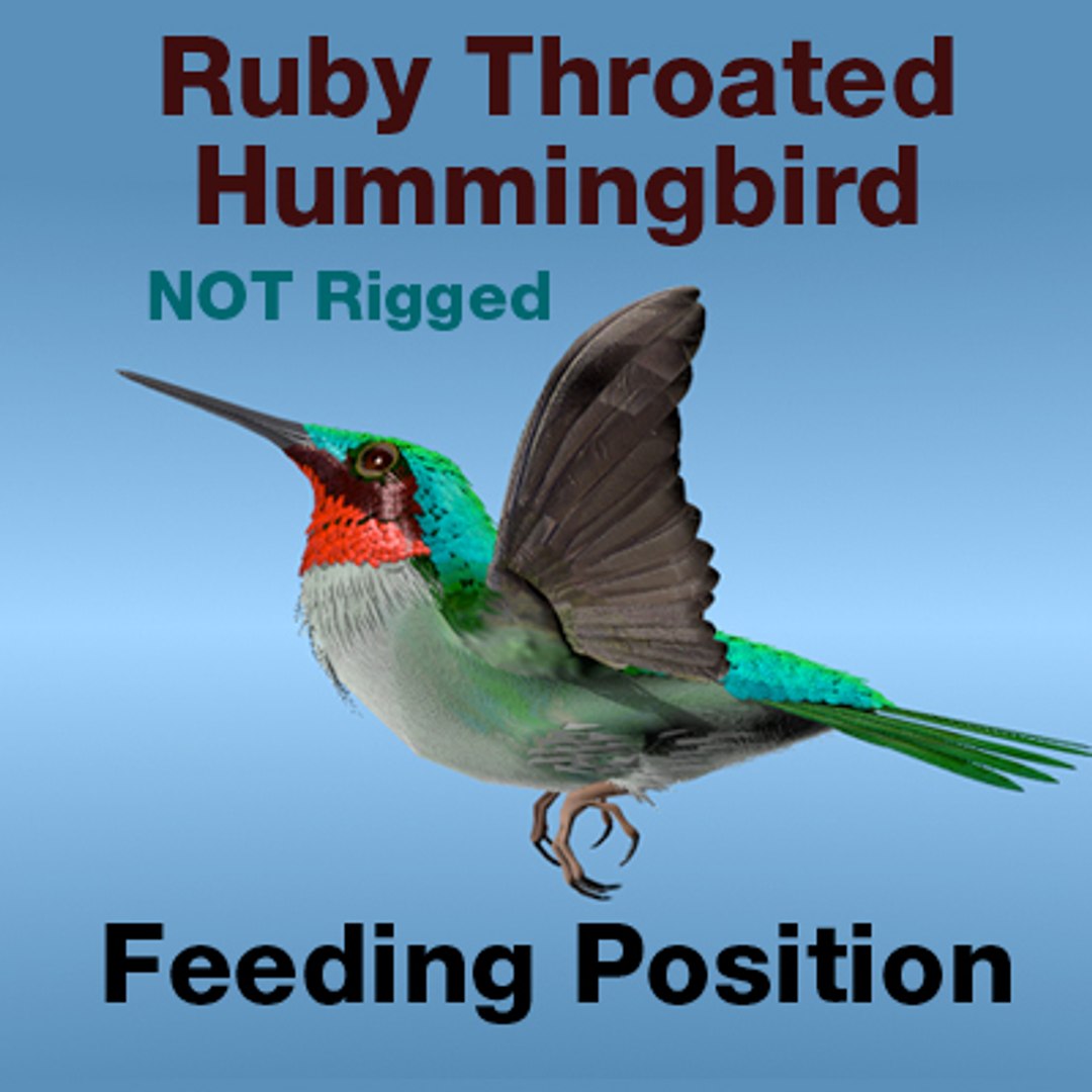Bird Ruby Throated Hummingbird 3d C4d