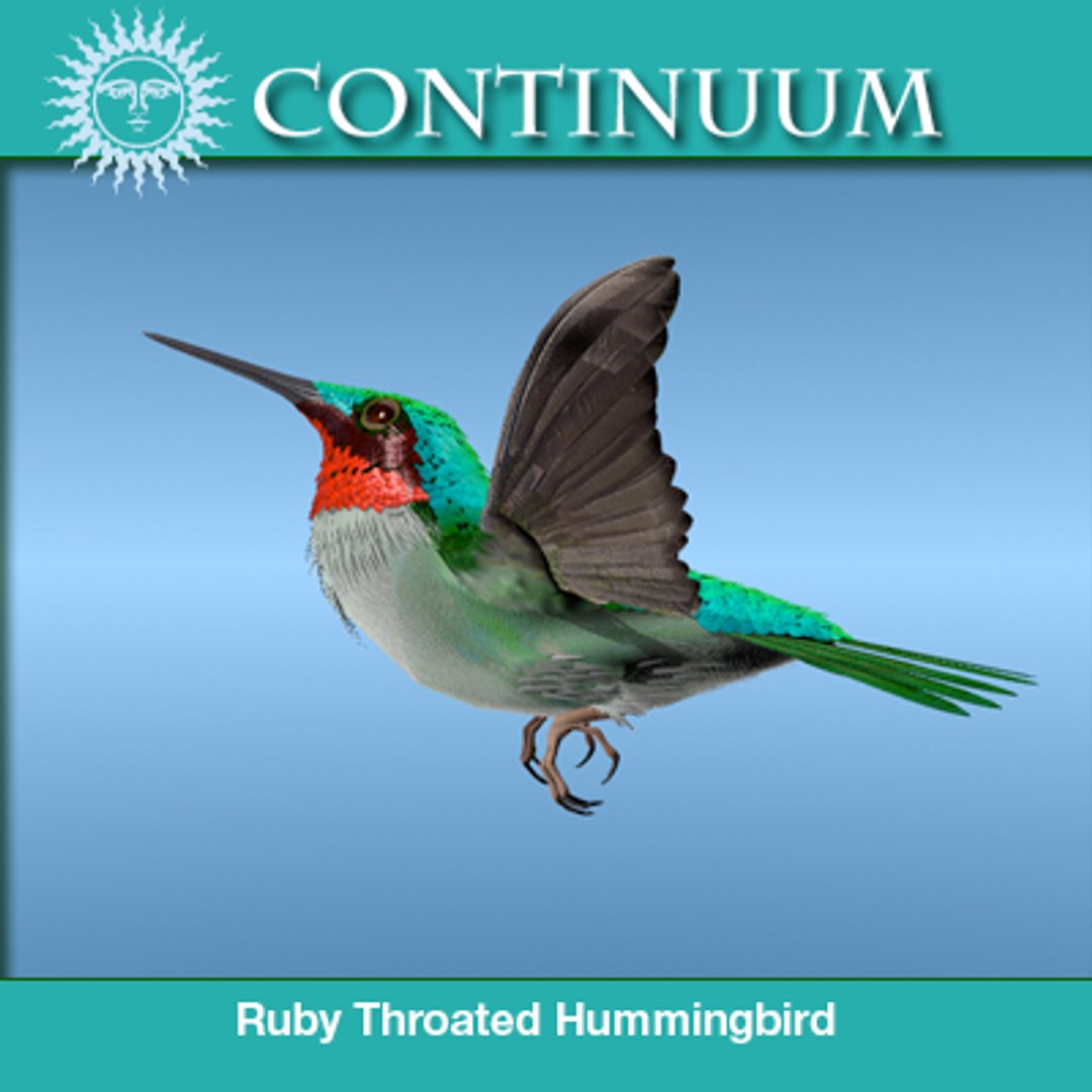 Bird Ruby Throated Hummingbird 3d C4d