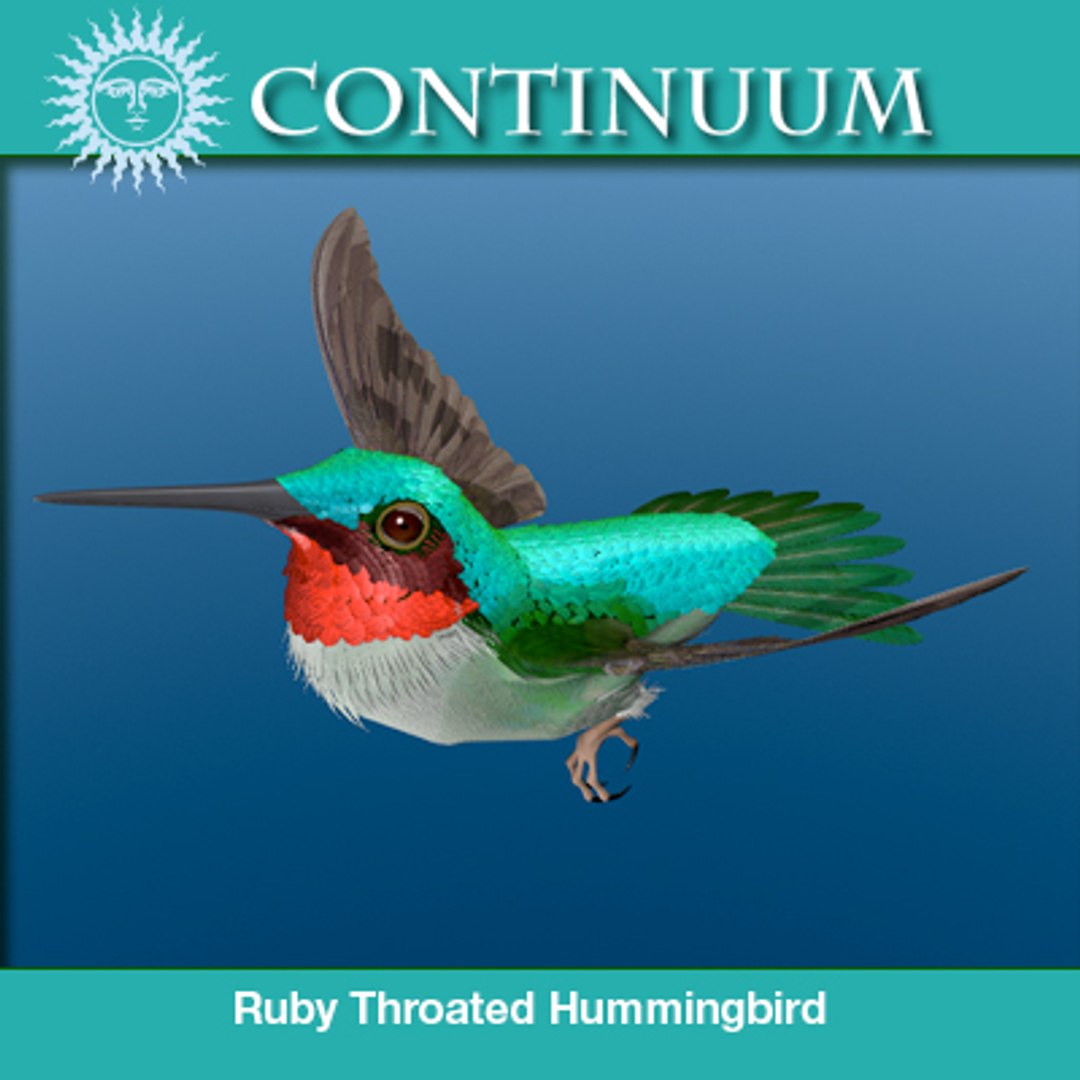 Bird Ruby Throated Hummingbird 3d C4d