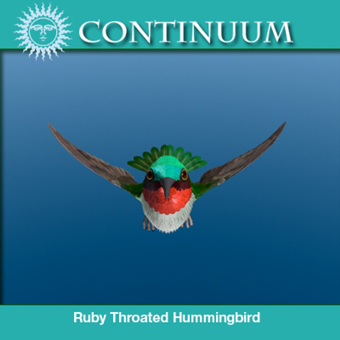 Bird Ruby Throated Hummingbird 3d C4d