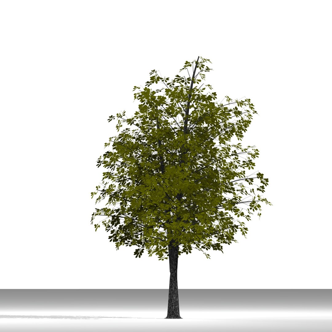 3d Model Of Plane Tree