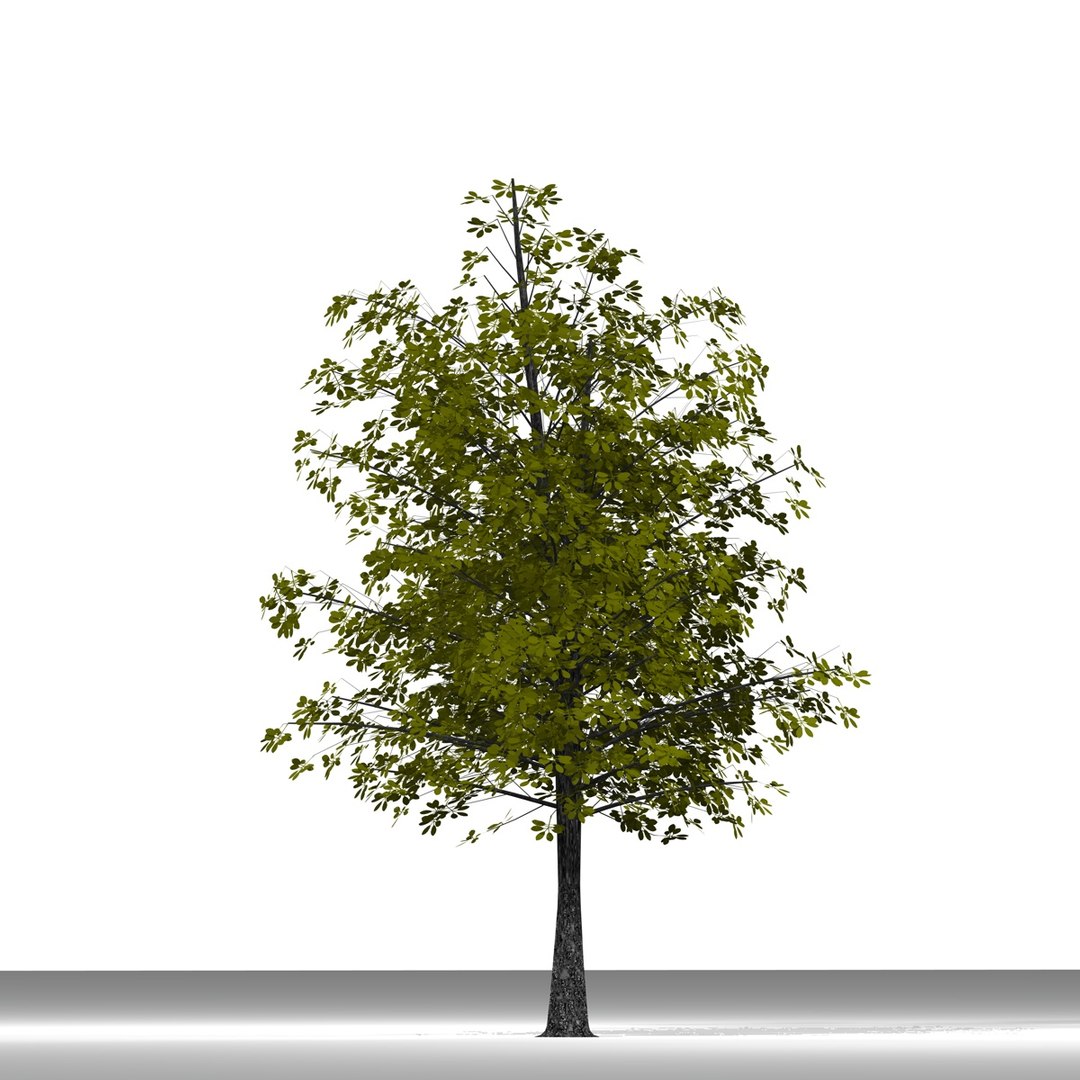 3d Model Of Plane Tree